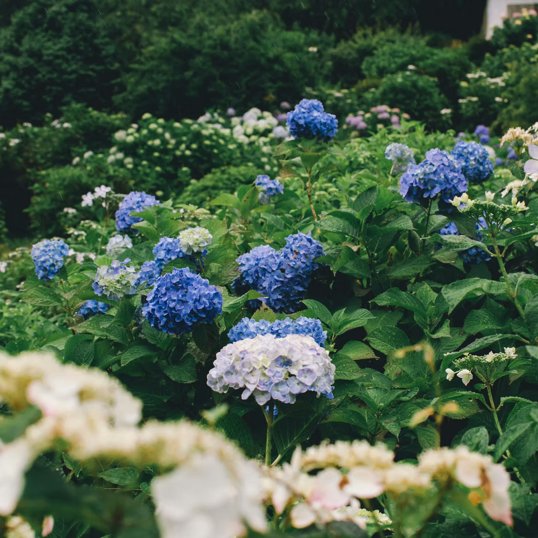 The Difference Between Trees, Shrubs, and Perennials – Trees and Plants